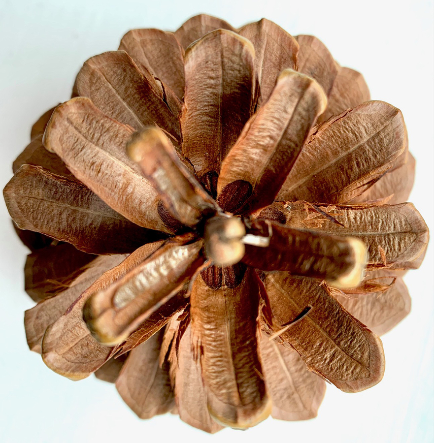 Still Life: Pine cone by Julie Grieve - Foss Photography Club