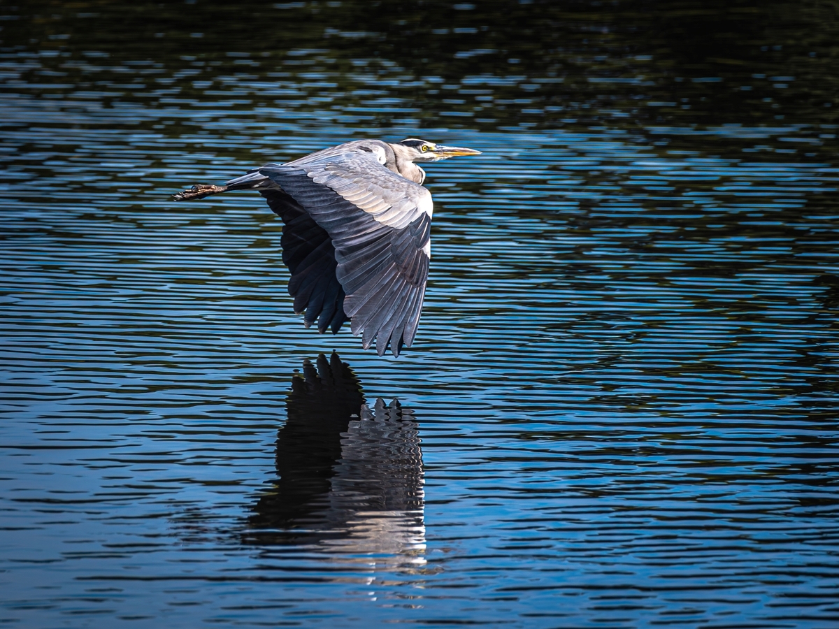 Flying Low - Andy Soar - Manningtree District Photographic Society