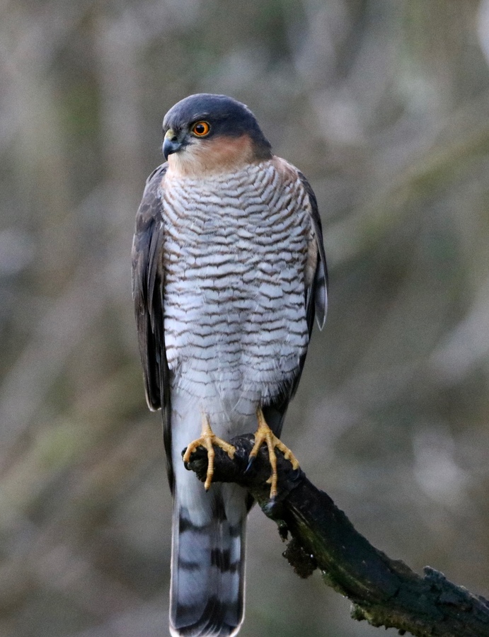 Sparrow Hawk - Morecambe Camera Club