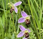 Home - Rothsay Ramblers