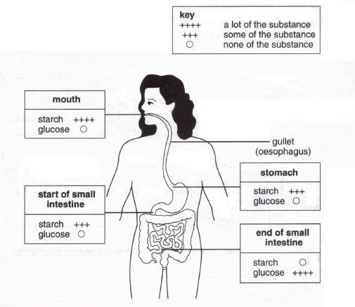 CEE_200102_Biology_Ans - Ying Wah Chinese School
